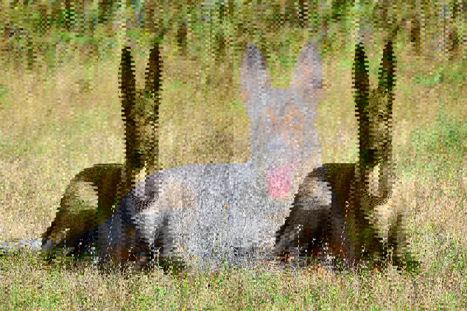 Canon RF 600 mm f/11 IS STM (RECENZIA) | Alza.sk