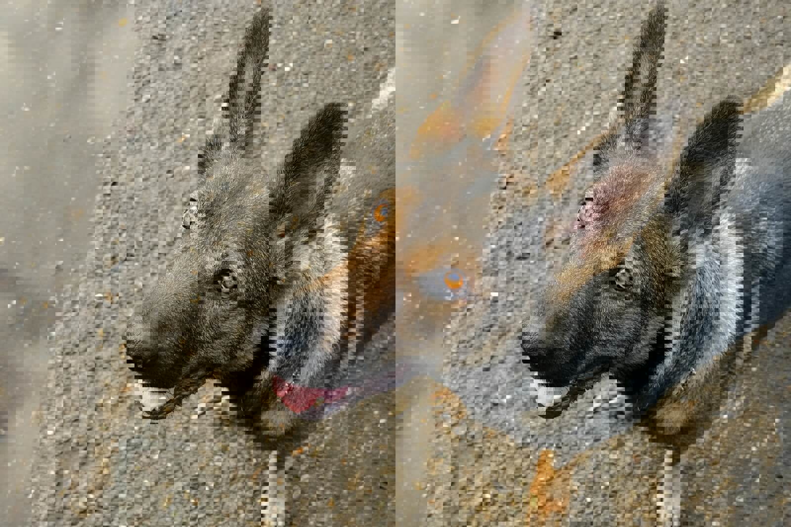 Fujinon XC 13 – 33 mm f/3,5 – 6,3 OIS (RECENZIA) | Alza.sk