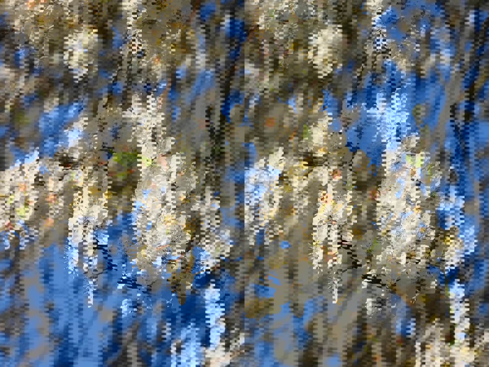 Nikon Coolpix P1100 (RECENZIA): posledný kompaktný fotoaparát od Nikonu ...