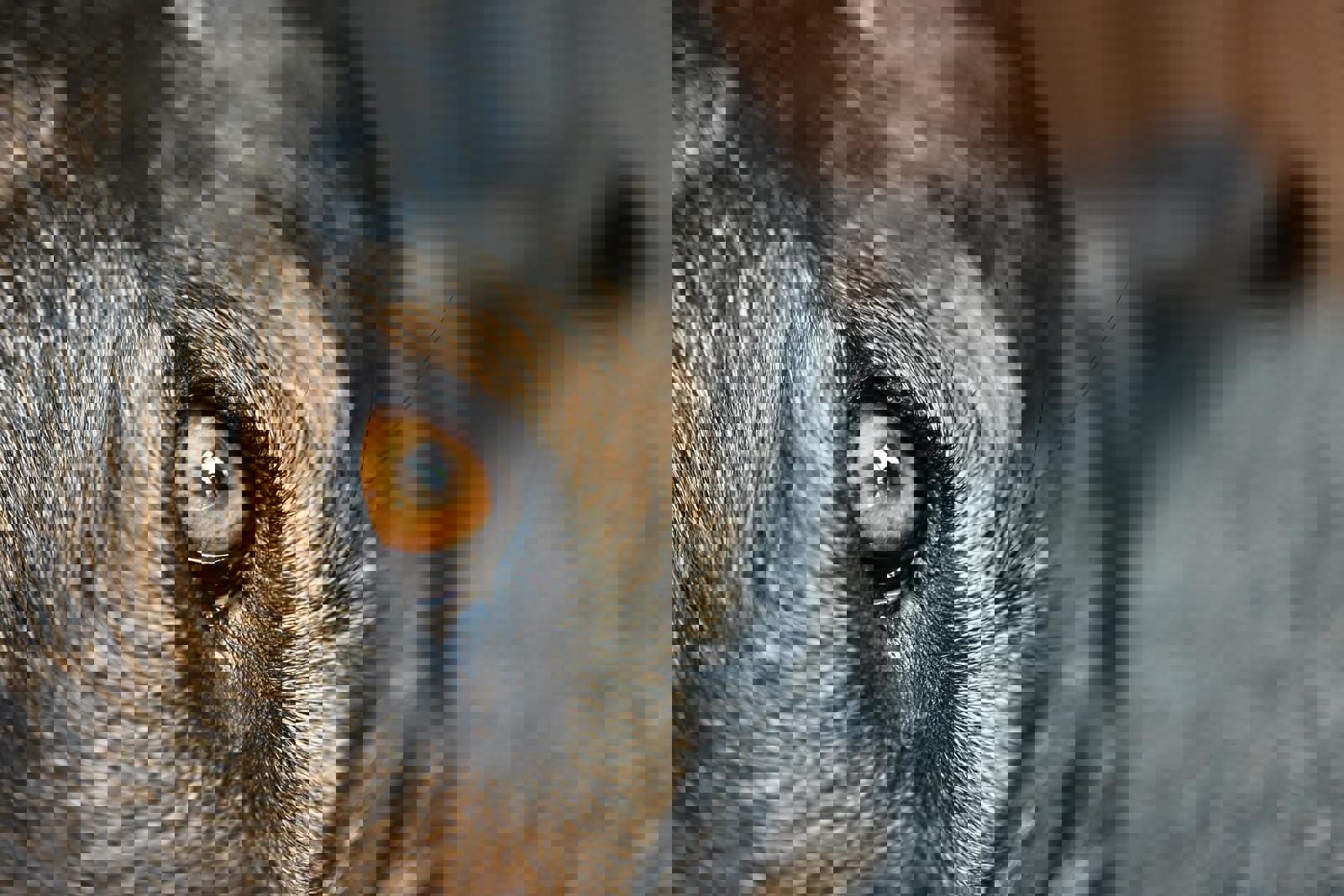 Nikon Z DX MC 35 mm f/1,7 (RECENZIA) | Alza.sk