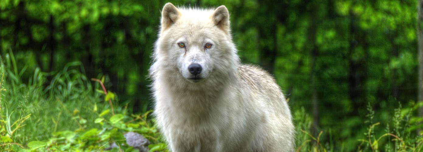 Pes a všetko okolo neho | Alza.sk