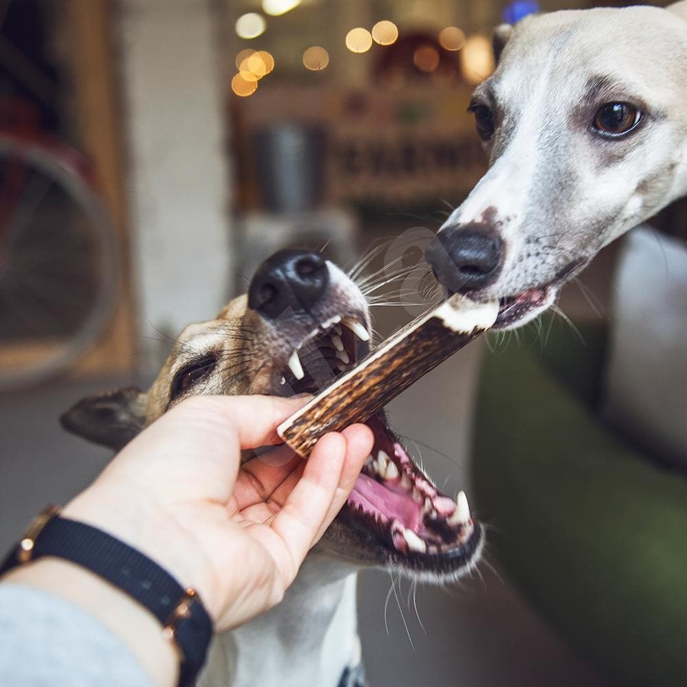 Paroh Jeleň celý S - Parohy pre psov | Alza.sk