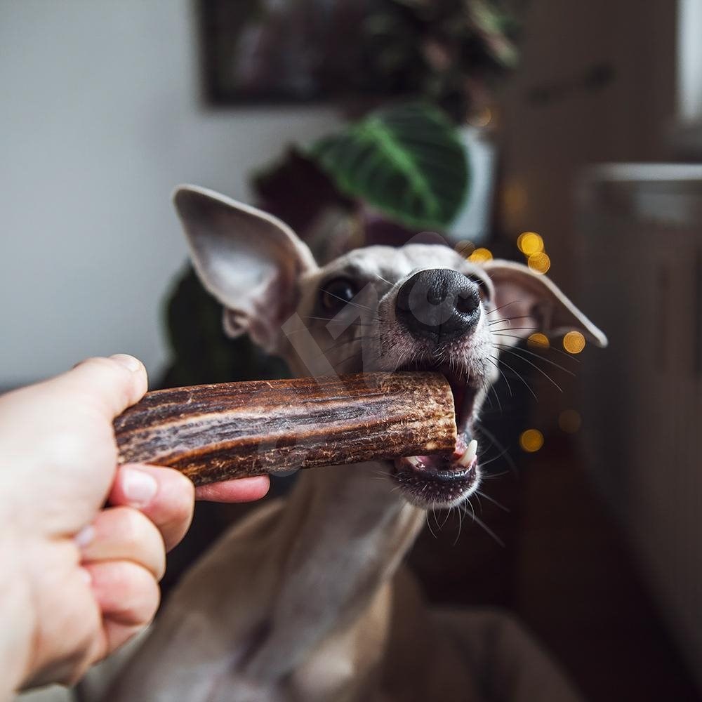 Paroh Jeleň celý S - Parohy pre psov | Alza.sk